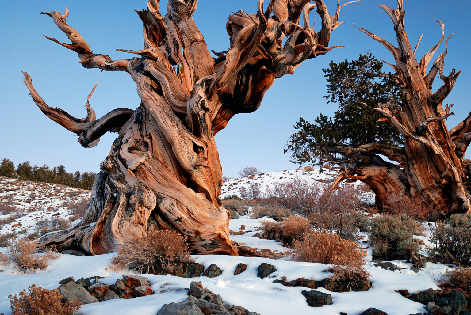 Methuselah: Earth’s Oldest Tree Spans Millennia - History's Mysteries 3.14