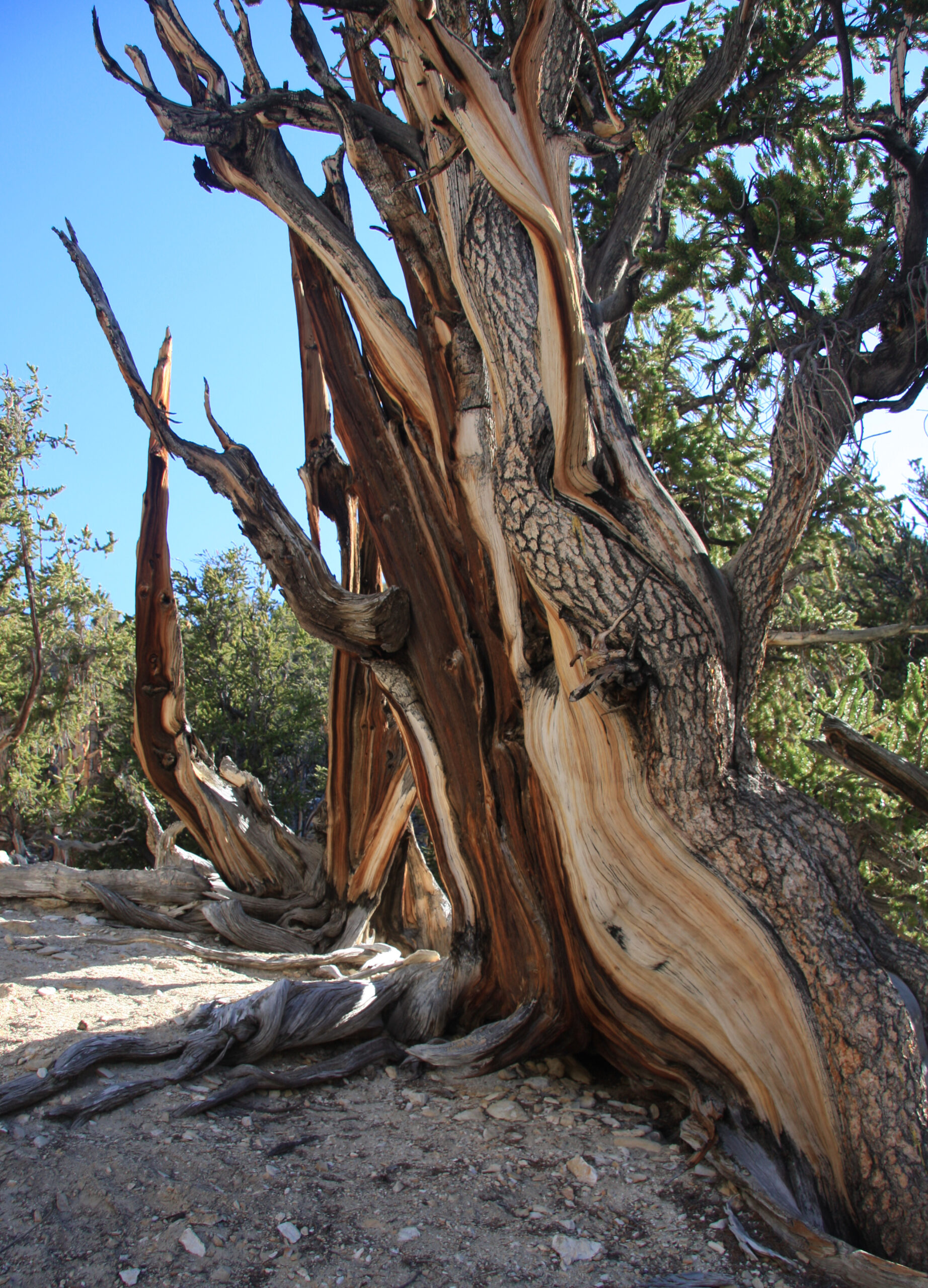 Methuselah: Earth’s Oldest Tree Spans Millennia - History's Mysteries 3.14